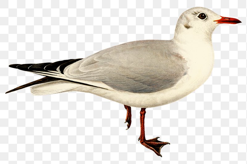 Seagull PNG Images | Free Photos, PNG Stickers, Wallpapers ...