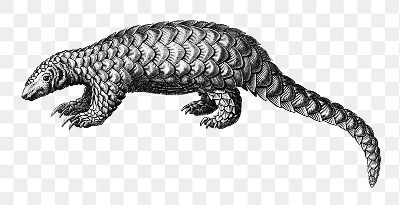 Pangolin PNG Images | Free Photos, PNG Stickers, Wallpapers ...