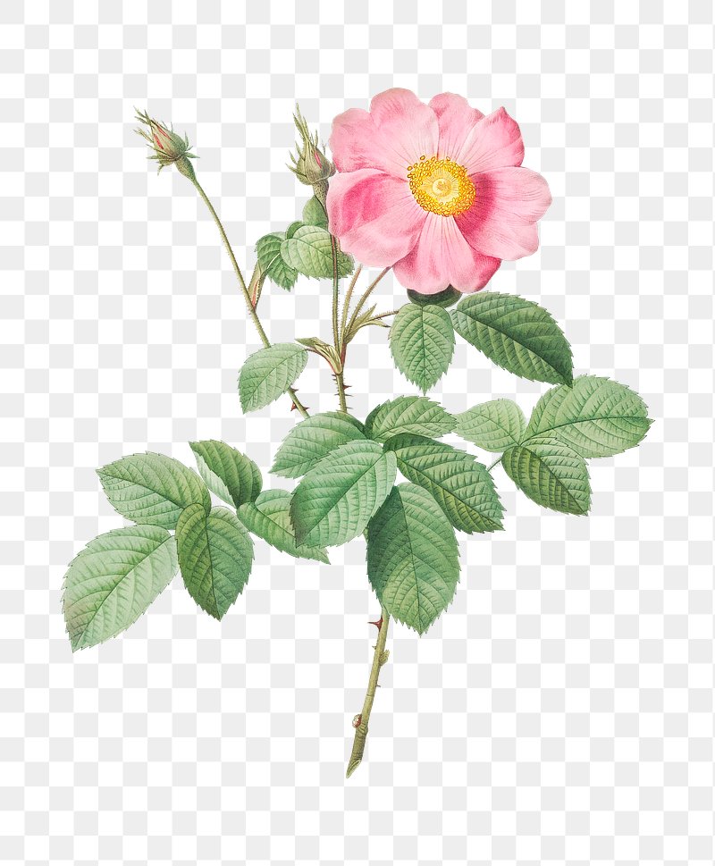 Single-flowered Cabbage Rose Images | Free Photos, PNG Stickers ...