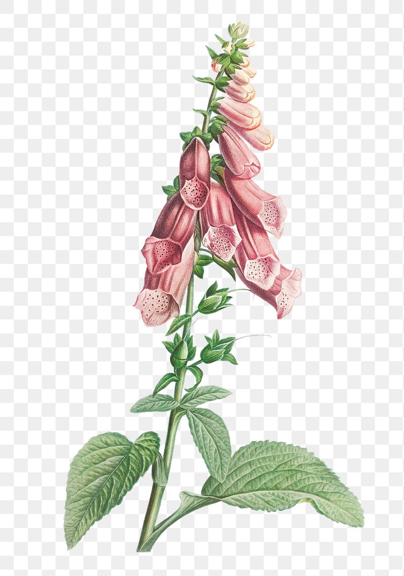 Digitalis Drawing