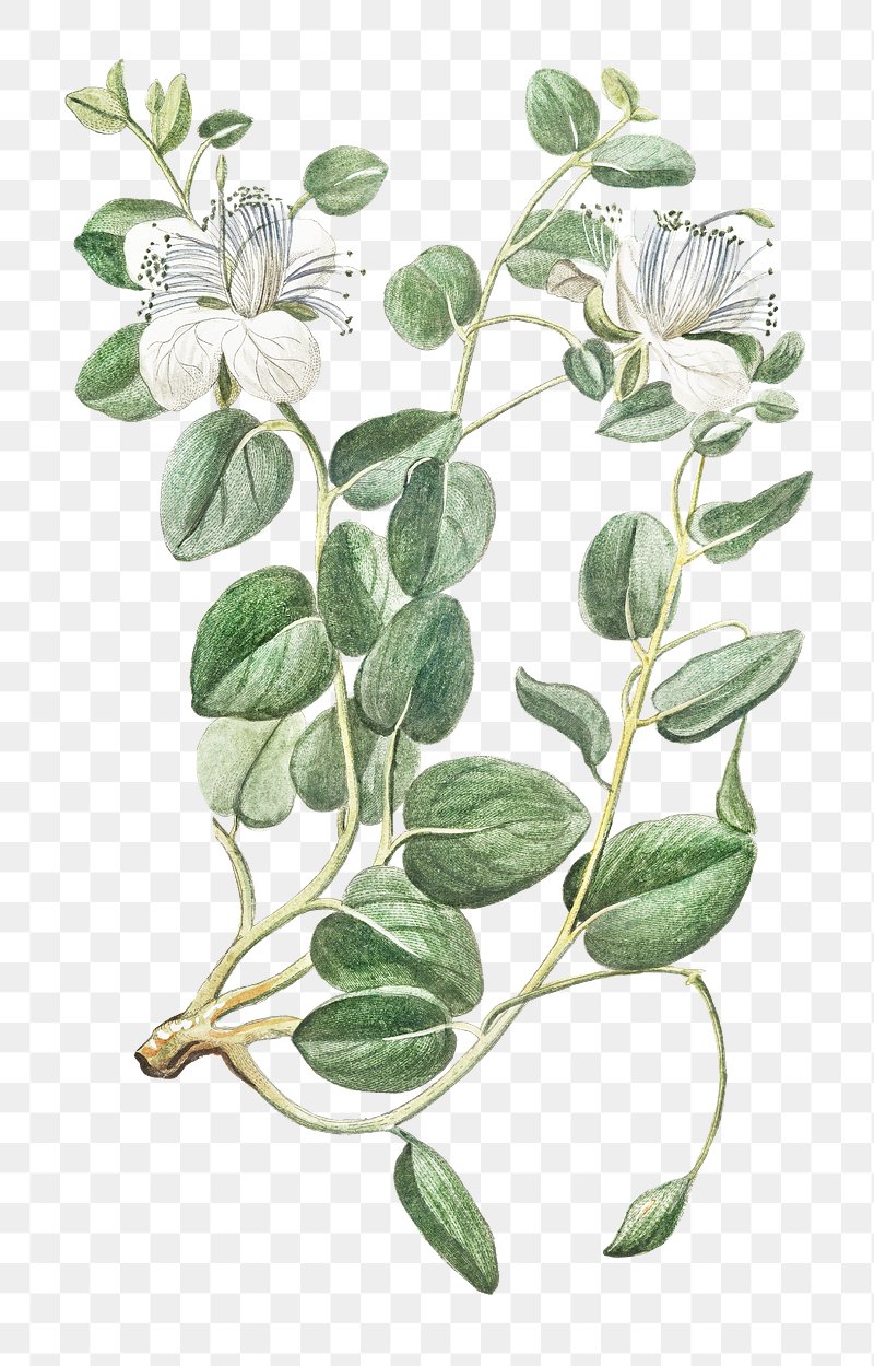 Capers Images | Free Photos, PNG Stickers, Wallpapers & Backgrounds ...