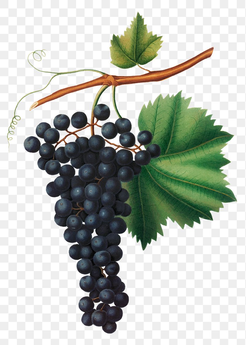 Vite Images | Free Photos, PNG Stickers, Wallpapers & Backgrounds ...