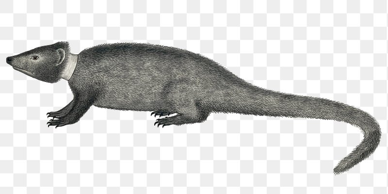 Mongoose PNG Images | Free Photos, PNG Stickers, Wallpapers ...
