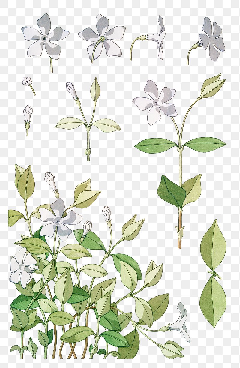 Periwinkle Images | Free Photos, PNG Stickers, Wallpapers & Backgrounds ...