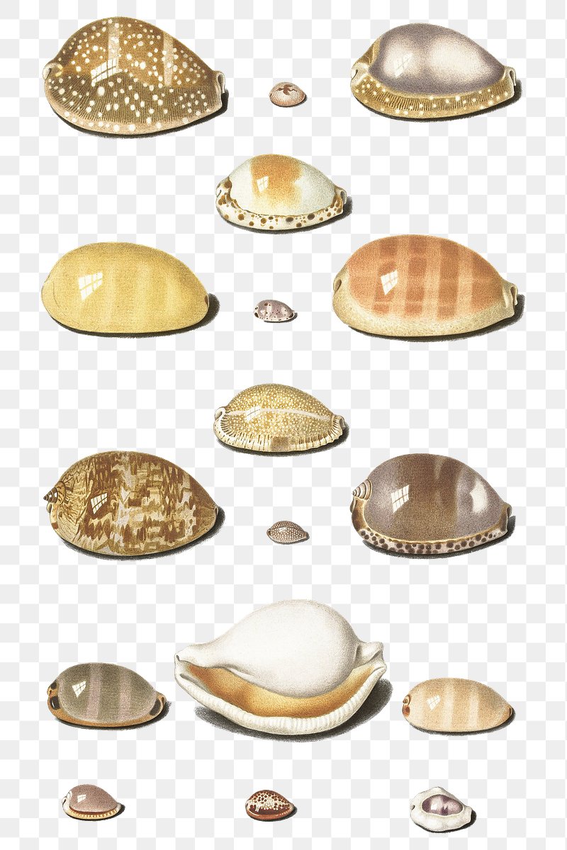 Cowry Images | Free Photos, PNG Stickers, Wallpapers & Backgrounds ...