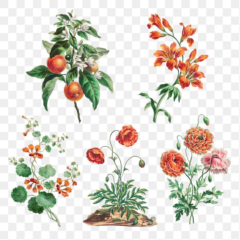 Flower png design element set, | Free PNG - rawpixel