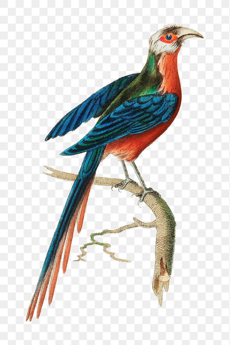 Curve-billed Cuckoo Images | Free Photos, PNG Stickers, Wallpapers ...