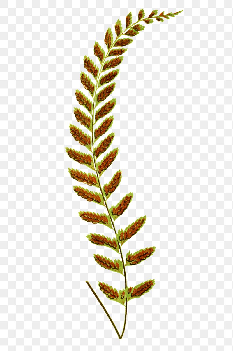 Asplenium Pulchellum Images | Free Photos, PNG Stickers, Wallpapers ...