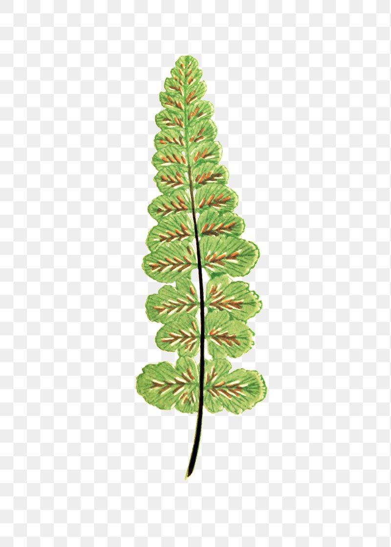 Asplenium PNG Images | Free Photos, PNG Stickers, Wallpapers ...