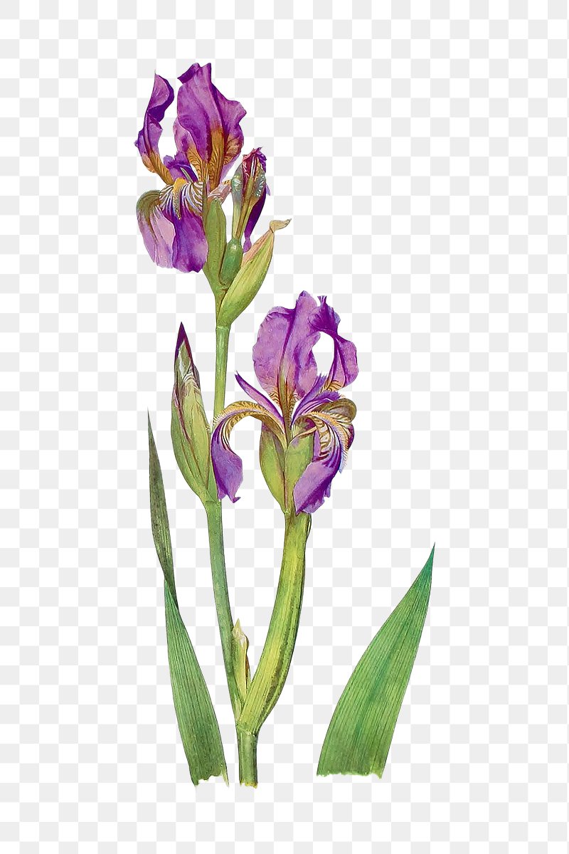 Vintage Iris flower illustration transparent | Free PNG Sticker - rawpixel