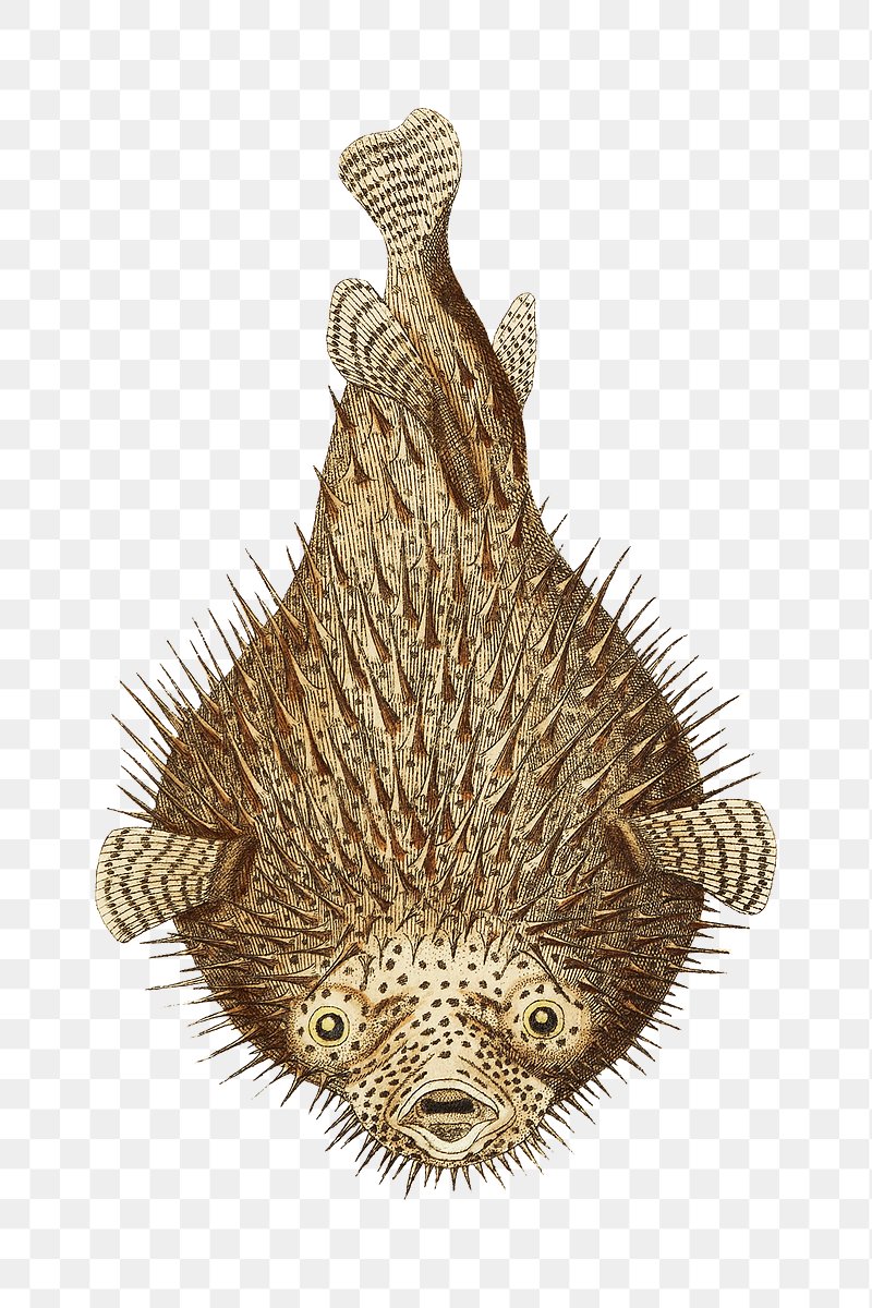 Fugu Images | Free Photos, PNG Stickers, Wallpapers & Backgrounds ...