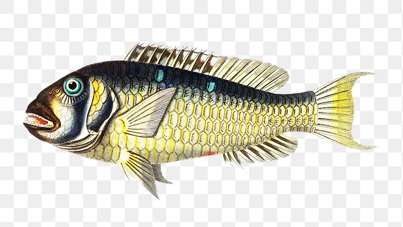 Gilt Head Bream Fish Illustration PNG Images | Free Photos, PNG ...