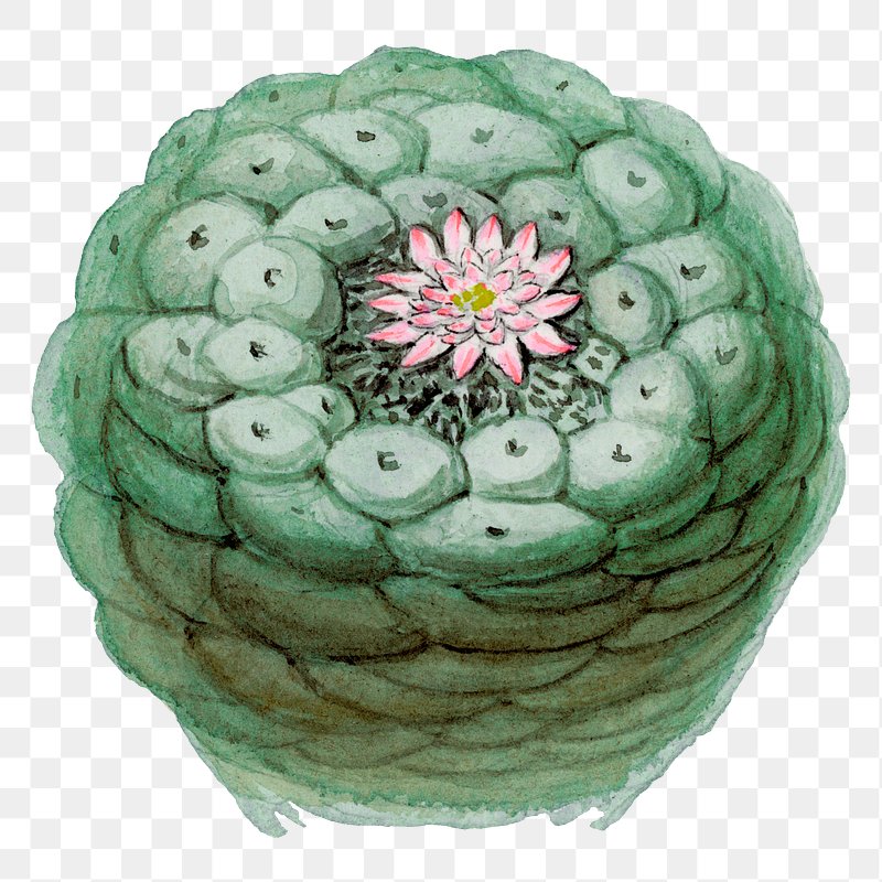 Peyote cactus png sticker, vintage | Free PNG Sticker - rawpixel