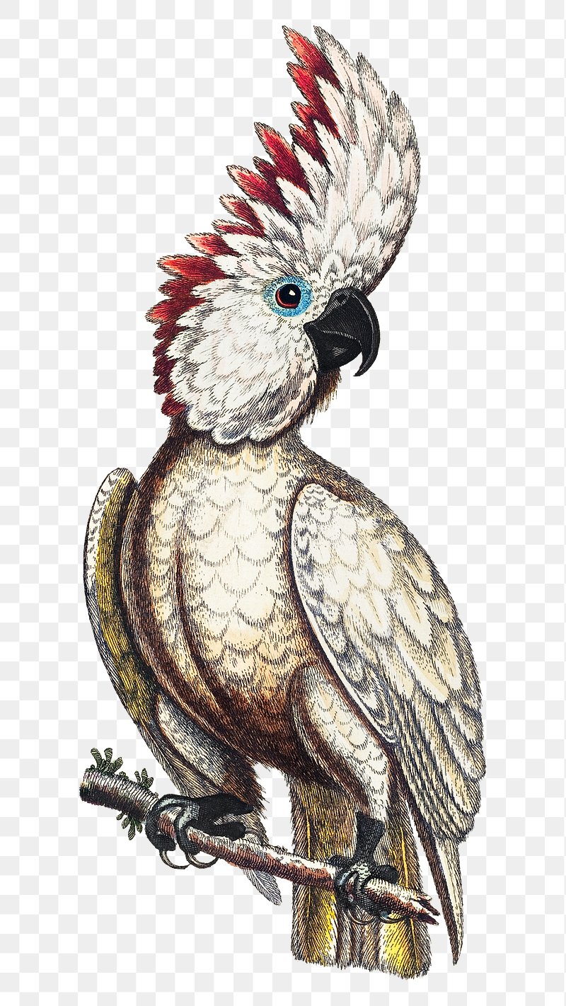 Naturalist Images | Free Photos, PNG Stickers, Wallpapers & Backgrounds ...