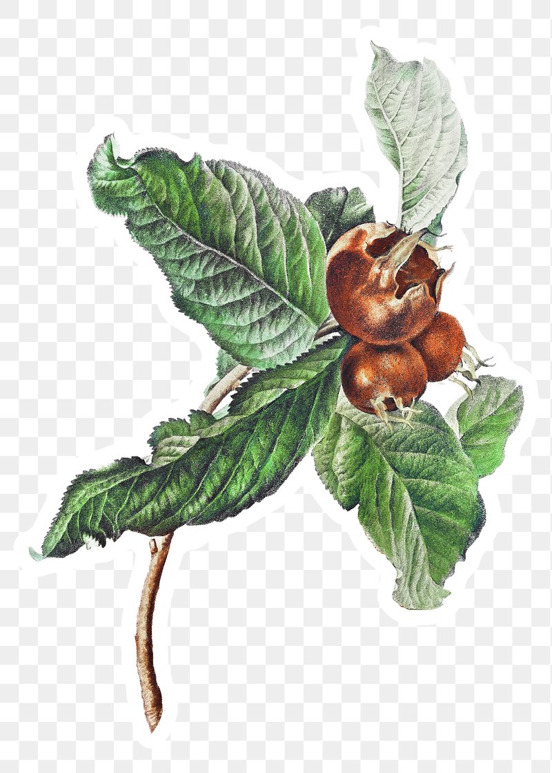 Common Medlar Images | Free Photos, PNG Stickers, Wallpapers ...