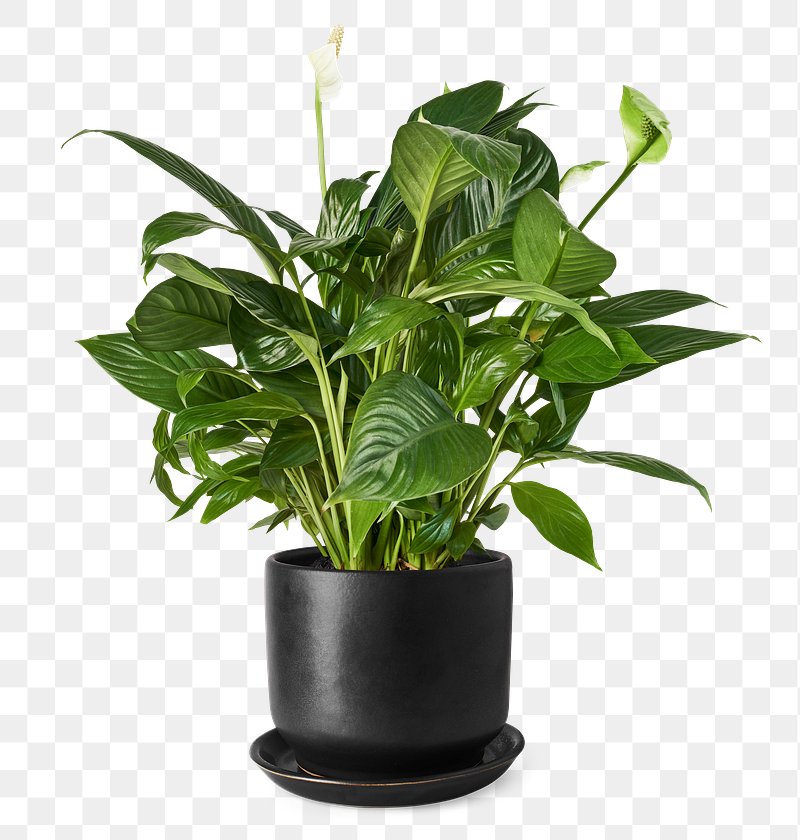 Peace Lily PNG Images | Free Photos, PNG Stickers, Wallpapers ...