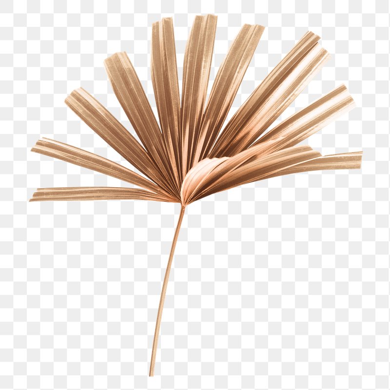 Palm Fan PNG Images | Free Photos, PNG Stickers, Wallpapers ...