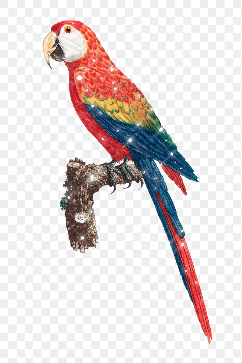 Macaw PNG Images | Free Photos, PNG Stickers, Wallpapers & Backgrounds ...