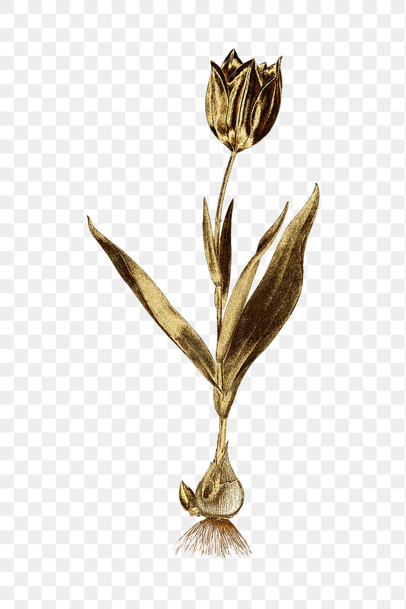 Flower Matte Images | Free Photos, PNG Stickers, Wallpapers ...