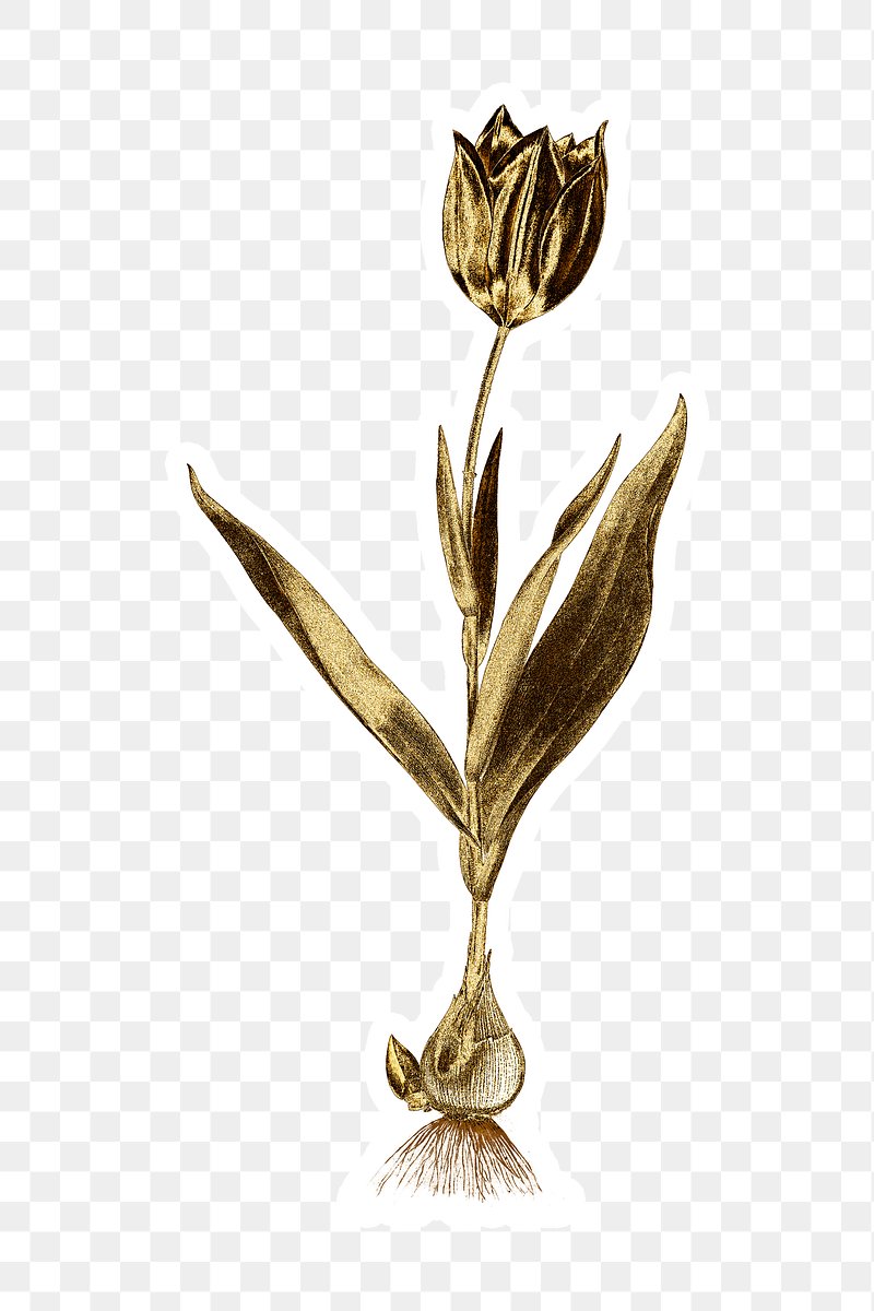 Flower Matte Images | Free Photos, PNG Stickers, Wallpapers ...