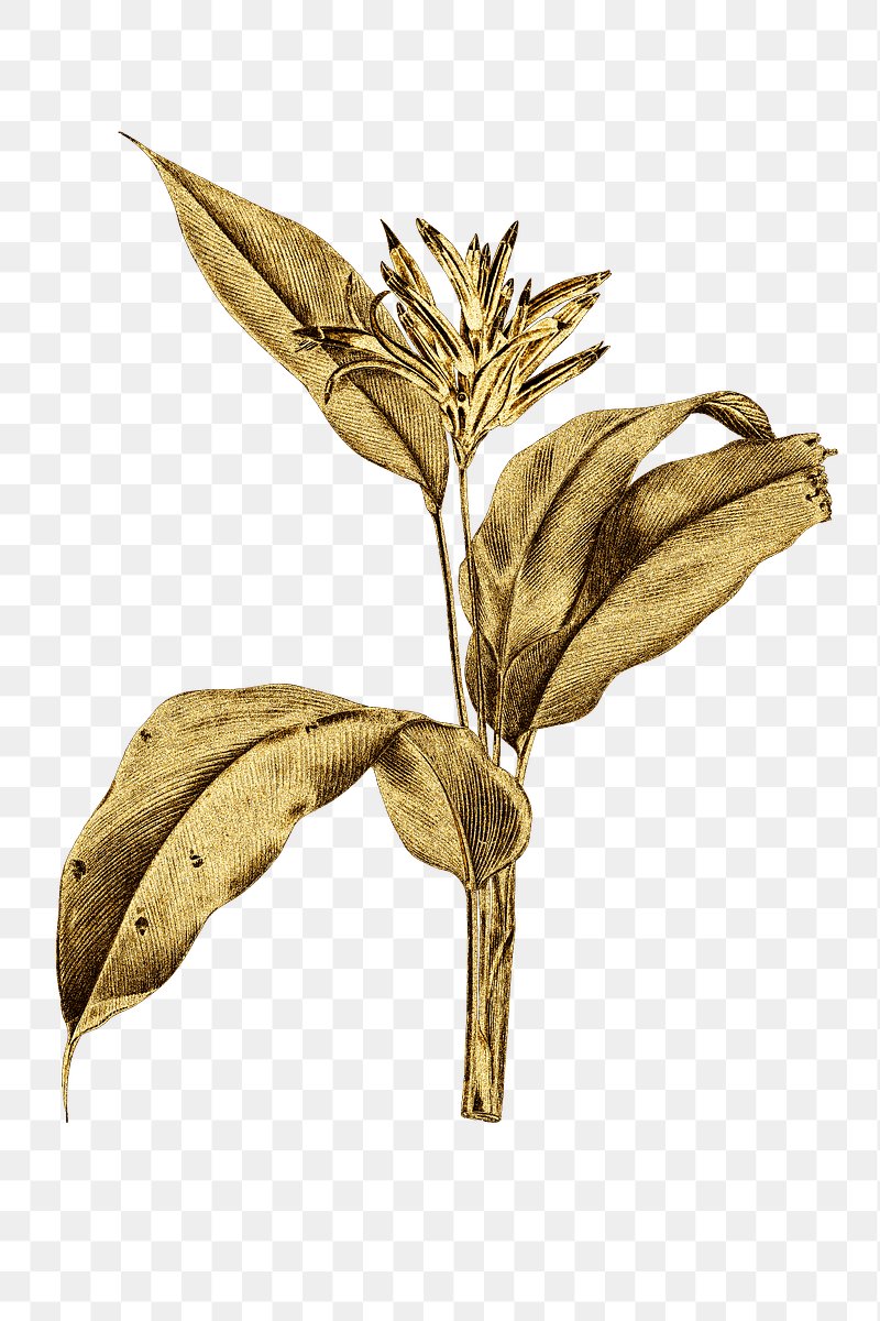 Flower Matte Images | Free Photos, PNG Stickers, Wallpapers ...