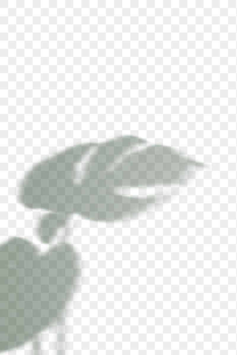 Monstera Shadow PNG Images | Free Photos, PNG Stickers, Wallpapers ...