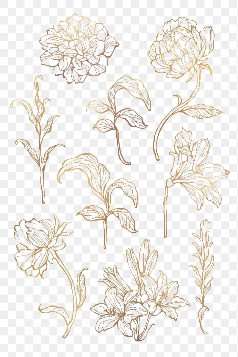 Flowers Outline PNG Images | Free PNG Vector Graphics, Effects ...