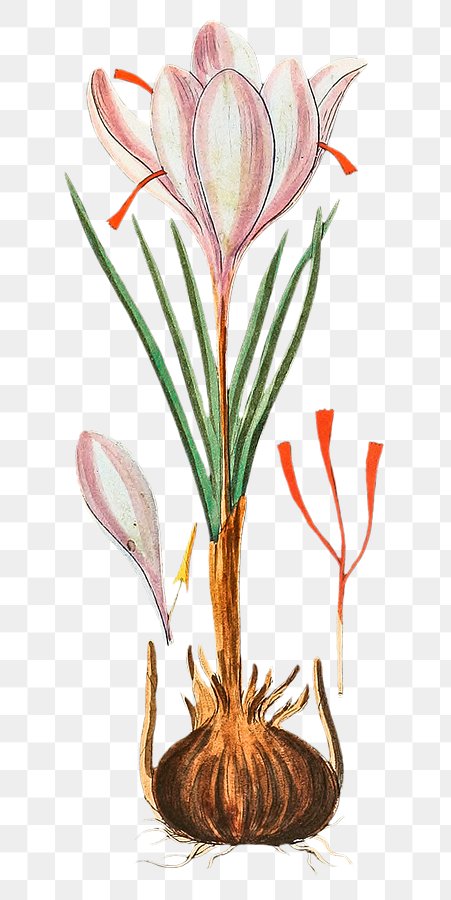 Saffron Images | Free Vectors, PNGs, Mockups & Backgrounds - rawpixel