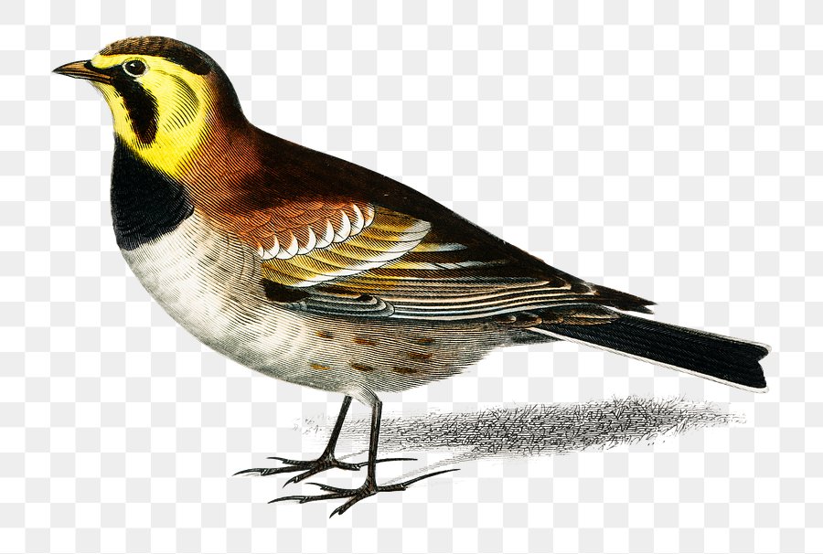 Lark Images | Free Vectors, PNGs, Mockups & Backgrounds - rawpixel