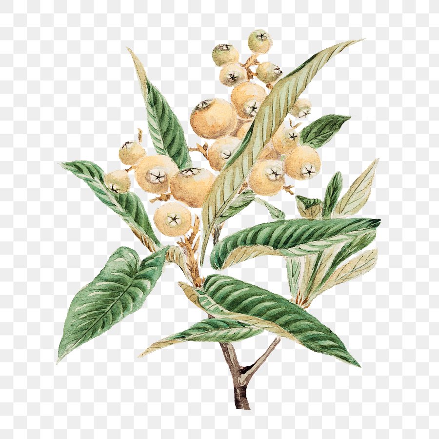 Loquat Images | Free Vectors, PNGs, Mockups & Backgrounds - rawpixel
