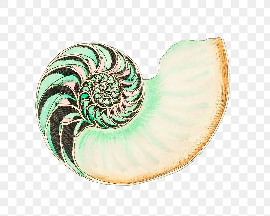 Nautilus Images | Free Vectors, PNGs, Mockups & Backgrounds - rawpixel