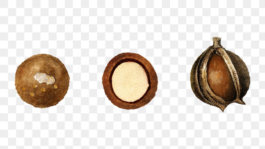 Nutshell Images | Free Photos, PNG Stickers, Wallpapers & Backgrounds ...