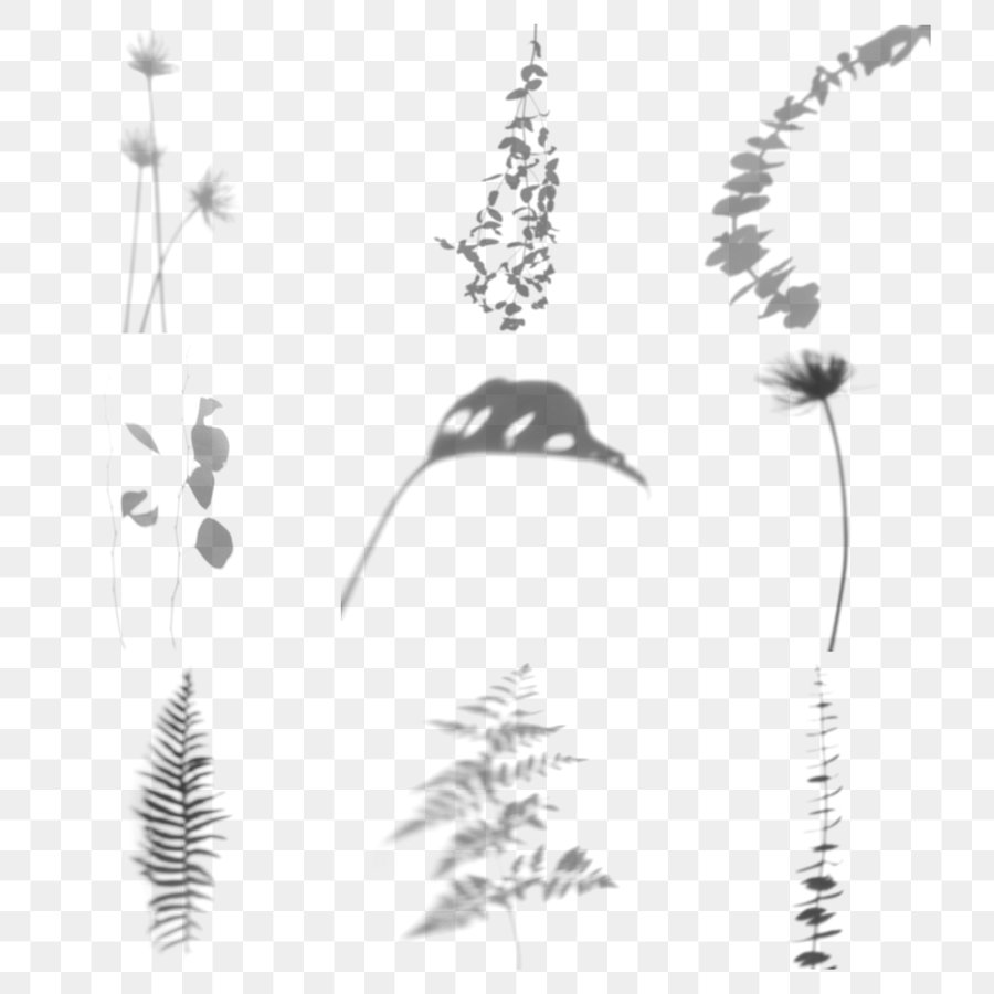 Plant Shadow PNG Images | Free PNG Vector Graphics, Effects ...