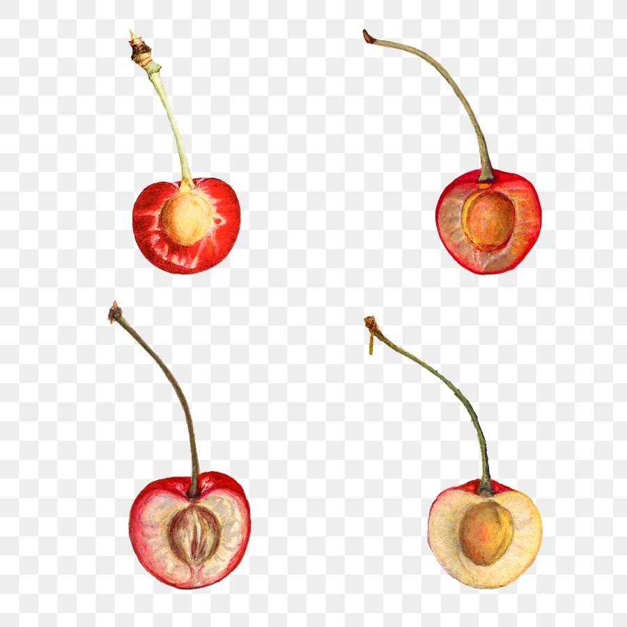 Cherry Seed Images | Free Vectors, PNGs, Mockups & Backgrounds - rawpixel