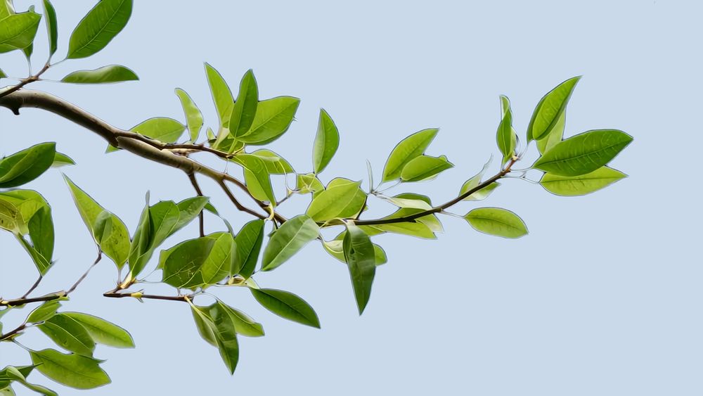 Green leaf branch animated overlay | Free Transparent Video - rawpixel