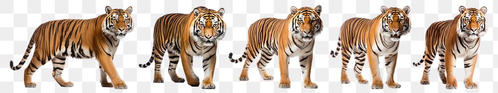 Tiger walking wildlife animal png | Premium PNG - rawpixel