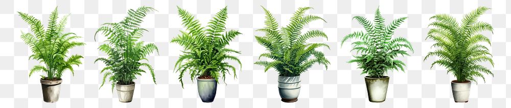 Potted fern watercolor png element | Premium PNG - rawpixel