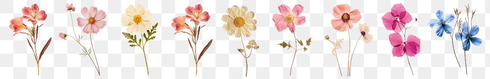 Pressed flowers png cut element | Premium PNG - rawpixel