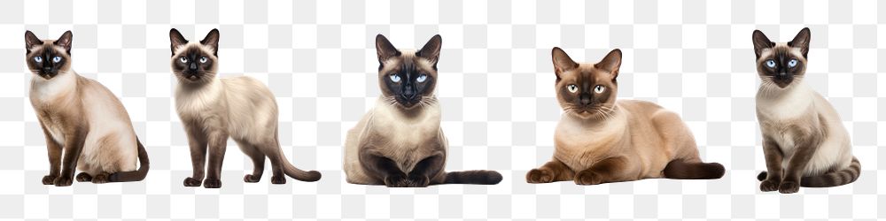 Cute Siamese cat png cut | Premium PNG - rawpixel