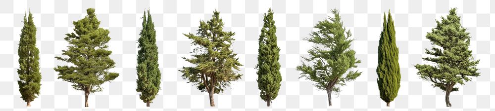 PNG Lush green cypress tree | Premium PNG - rawpixel