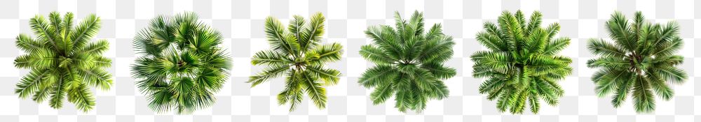 Top view palm tree png | Premium PNG - rawpixel