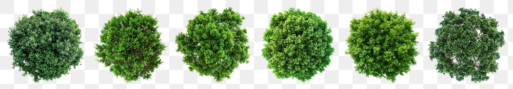 Top view tree png cut | Premium PNG - rawpixel
