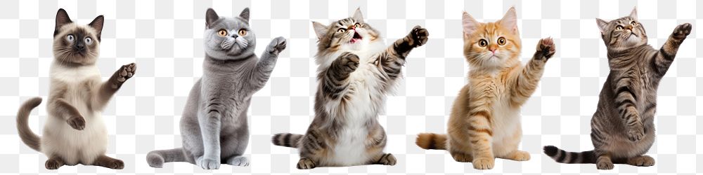 Cat waving hand png cut | Premium PNG - rawpixel