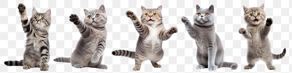 Cat waving hand png cut | Premium PNG - rawpixel