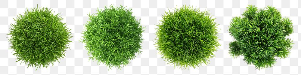 PNG Bushes top view set | Premium PNG - rawpixel