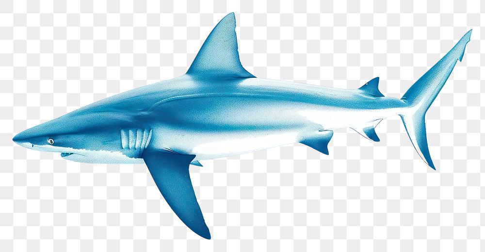 PNG Blue Shark shark animal | Free PNG - rawpixel