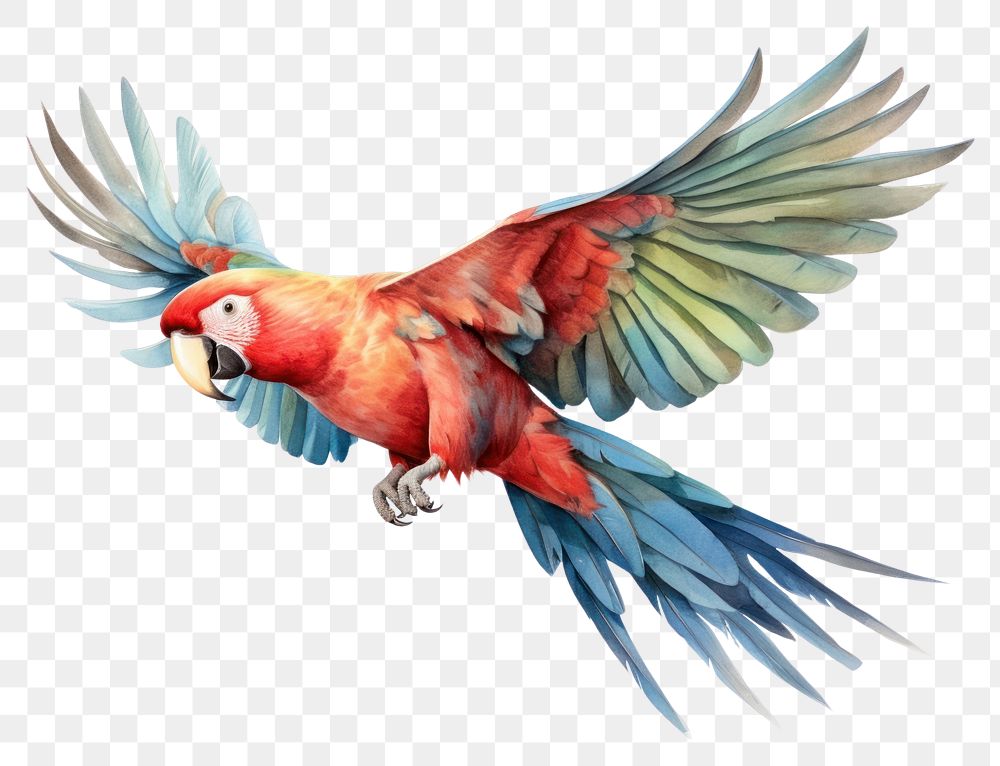 Parrot Art PNG Images | Free Photos, PNG Stickers, Wallpapers ...