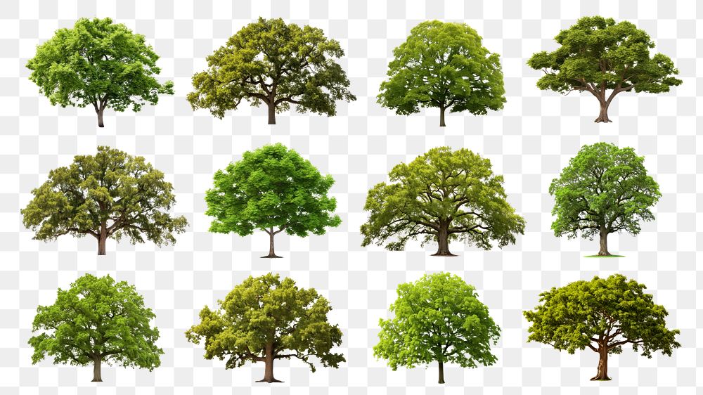 PNG big green tree element | Premium PNG - rawpixel