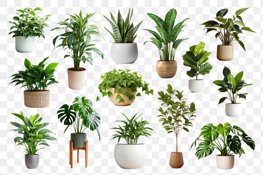 Indoor plant png element set, | Premium PNG - rawpixel