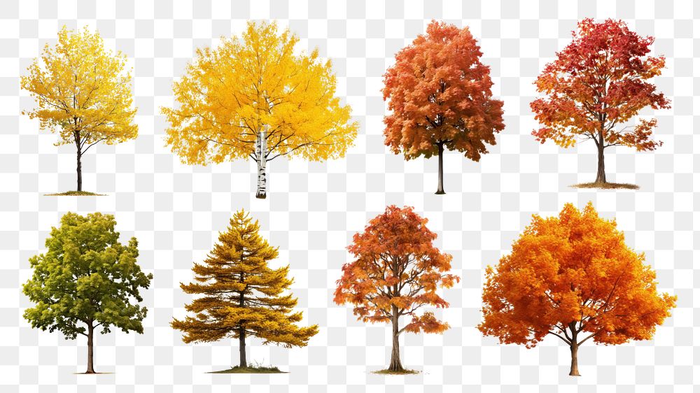 Autumn tree elements png cut | Premium PNG - rawpixel